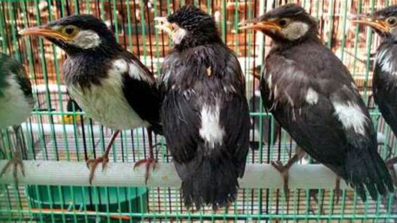 Harga Burung Jalak Suren | Info Biaya