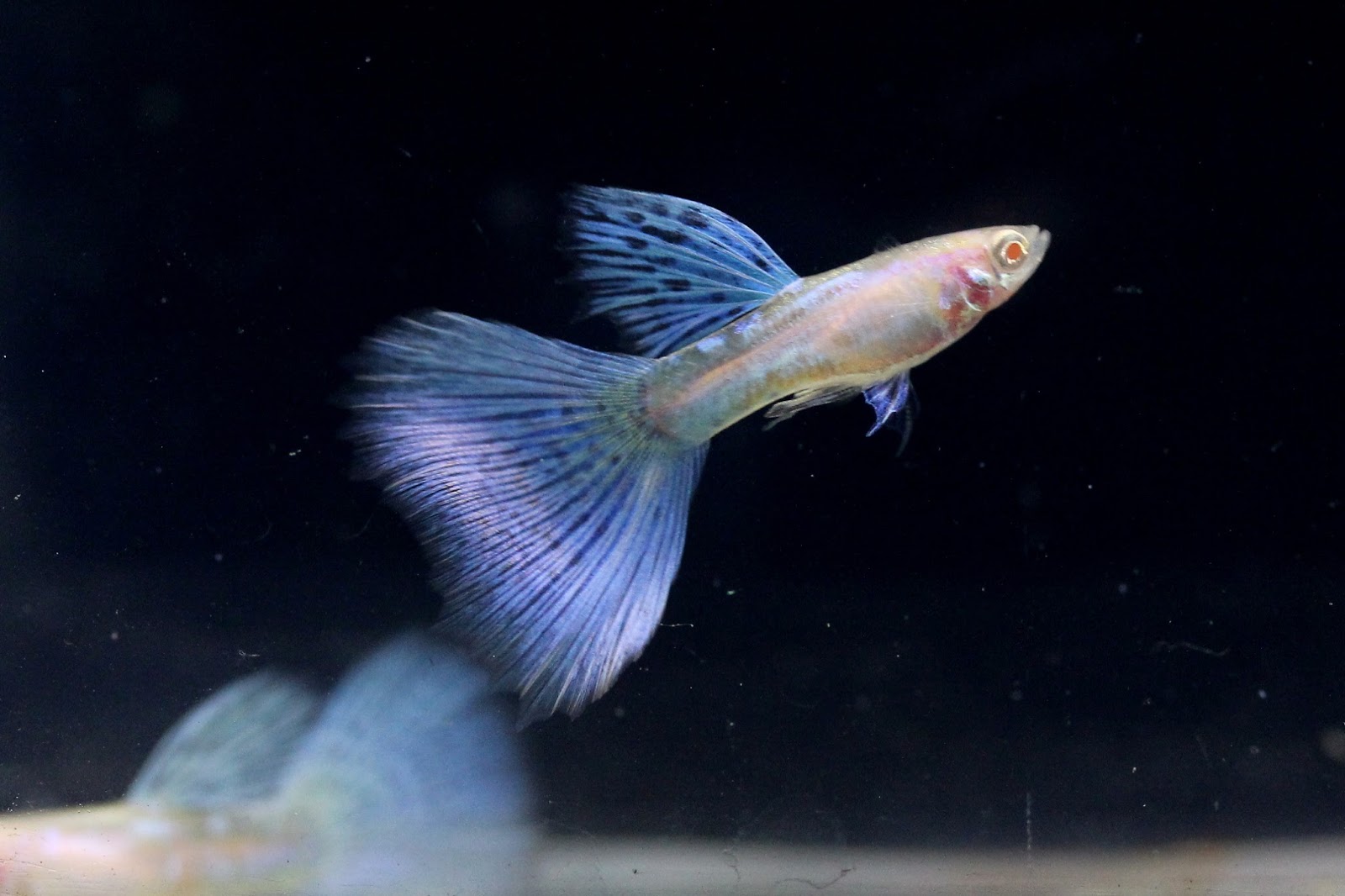 Harga Guppy Blue Grass | Info Biaya