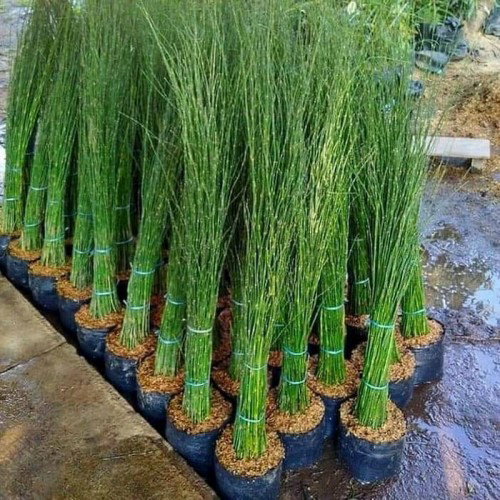 Harga dan Cara Budidaya Bambu Air | Info Biaya