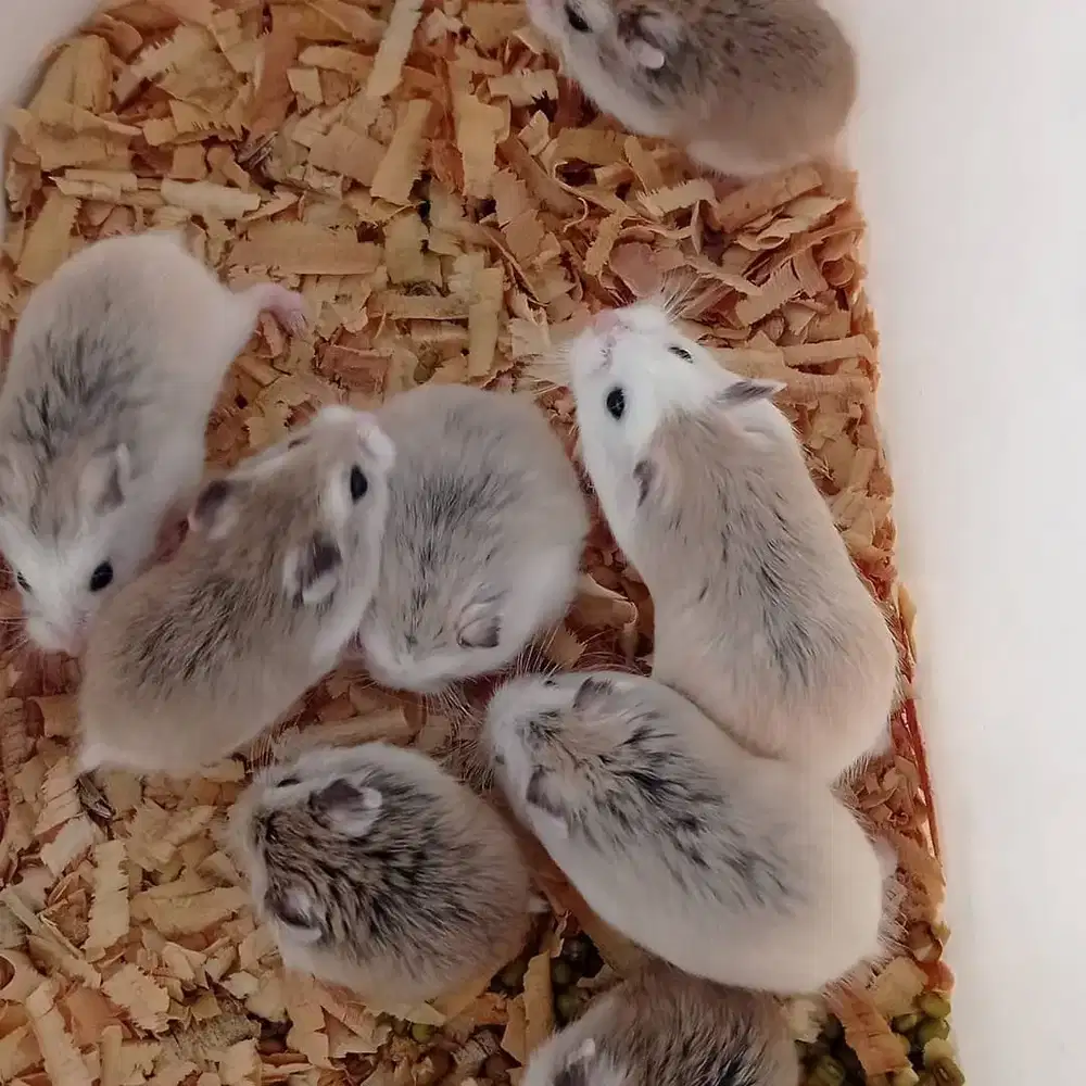 Update Harga Hamster Roborovski | Info Biaya