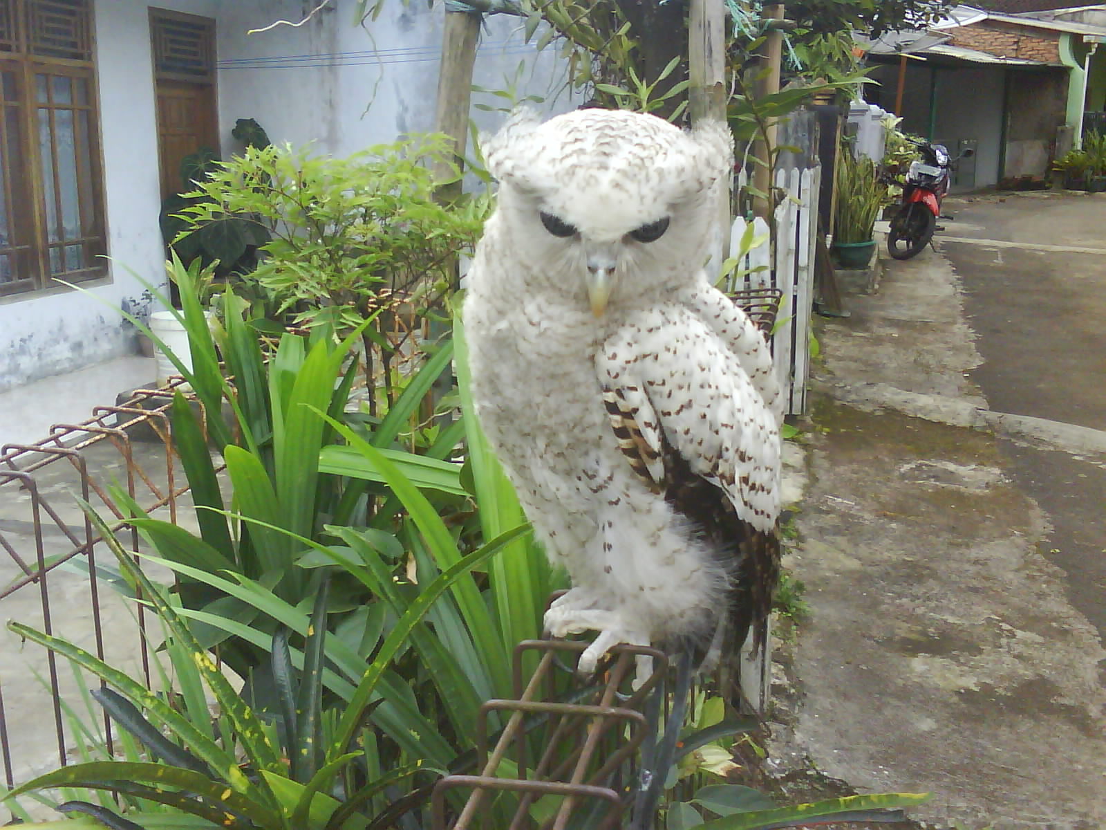 Info Harga Burung Hantu Bubo Sumatranus | Info Biaya