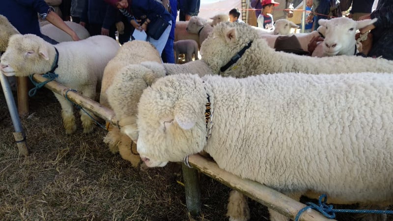 Harga Domba Batur | Info Biaya