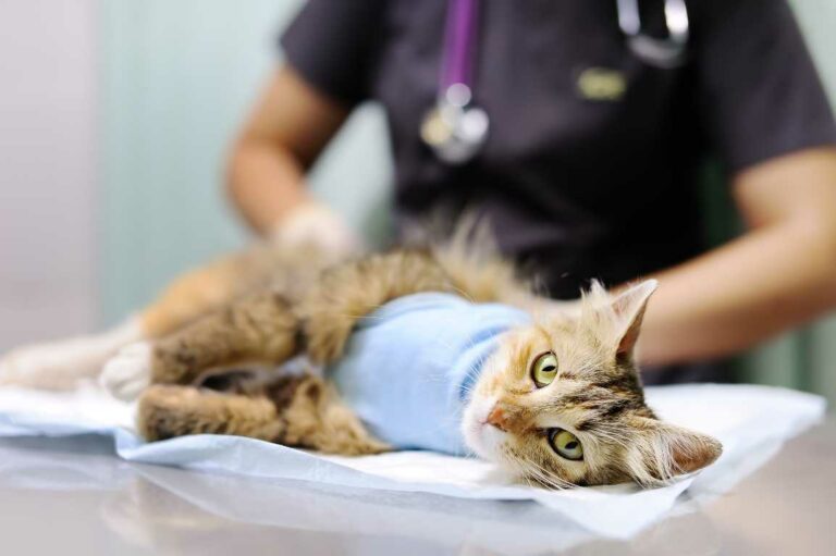 Biaya Operasi Kucing di Klinik Hewan Terbaru | Info Biaya