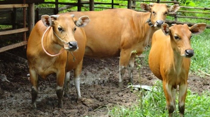 Harga Sapi Bali | Info Biaya