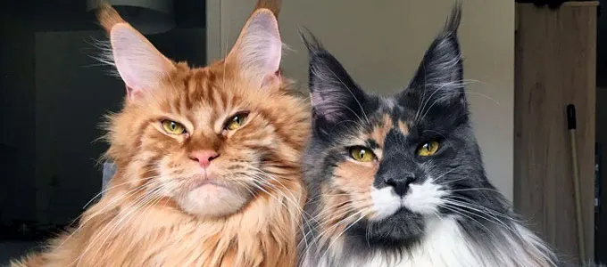 Harga Kucing Ras Asli Bersertifikat & Jasa Mengawinkan Terkini | Info Biaya