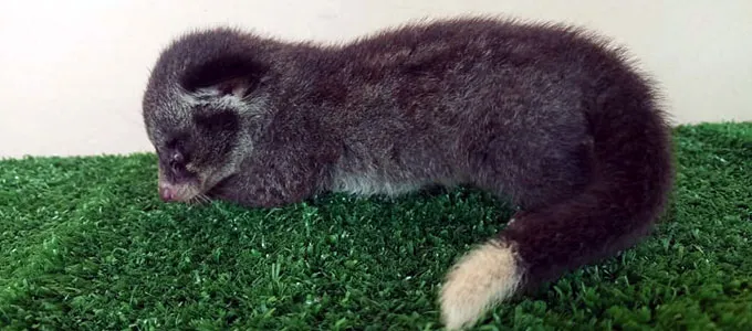 Harga Musang Pandan Yang Mempunyai Keunikan Ekor Berwarna Putih (Baby ...