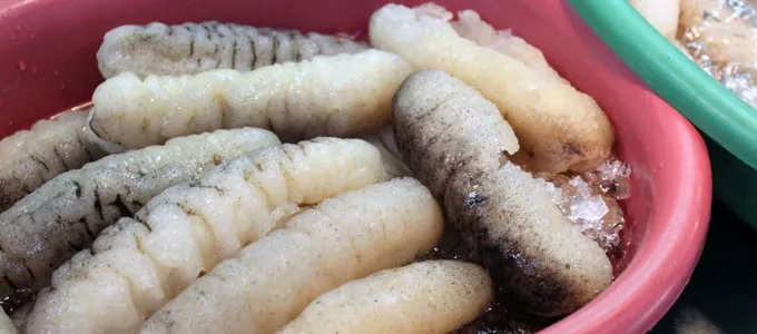 Harga Teripang Susu dan Teripang Putih Beserta Mengenai Informasinya ...