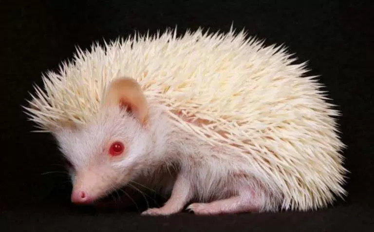 Harga Landak Mini Albino Dewasa dan Baby | Info Biaya