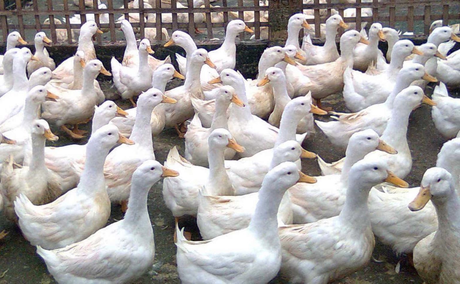Harga Bebek Hidup per Ekor (Dewasa & Anakan) | Info Biaya