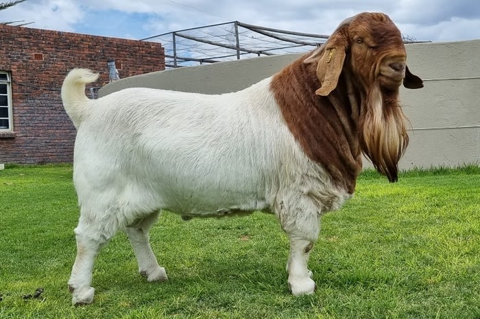 Harga Kambing Boer Full Blood dan F Series | Info Biaya