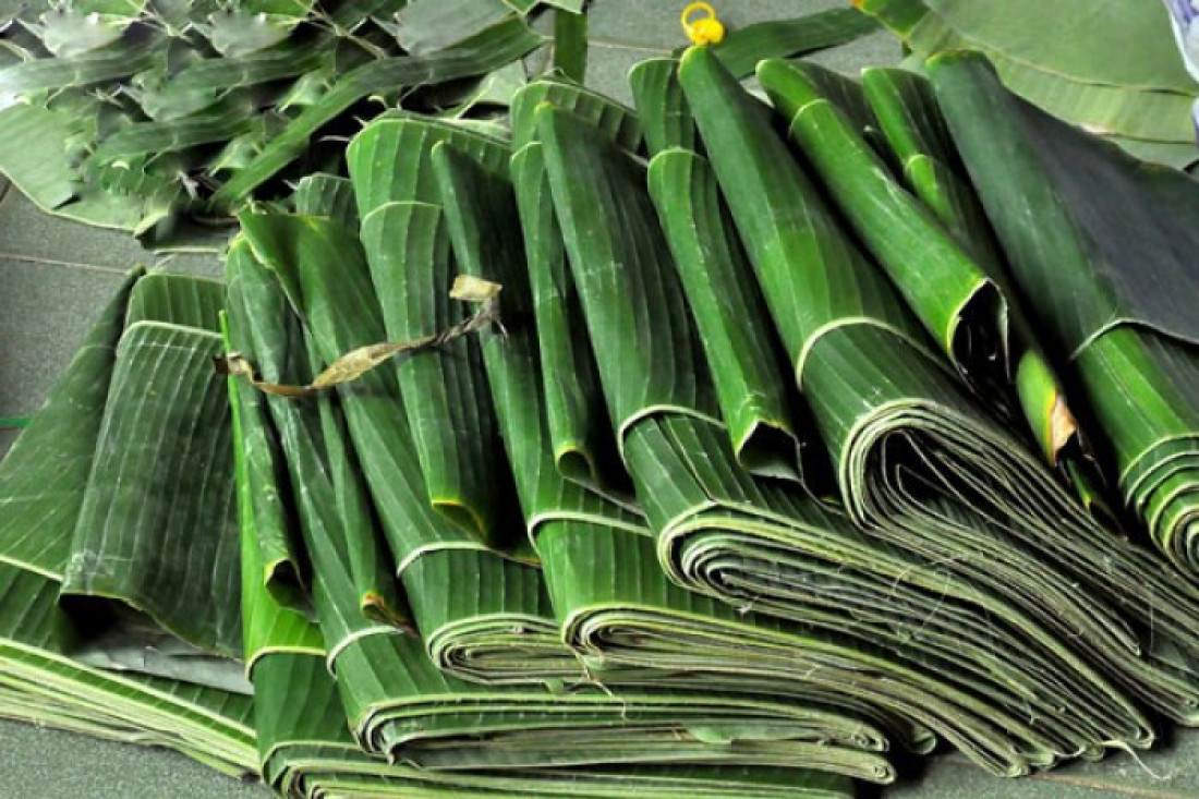 Harga Terkini Daun Pisang: 1 Ikat, Lembaran, dan Per Kg | Info Biaya