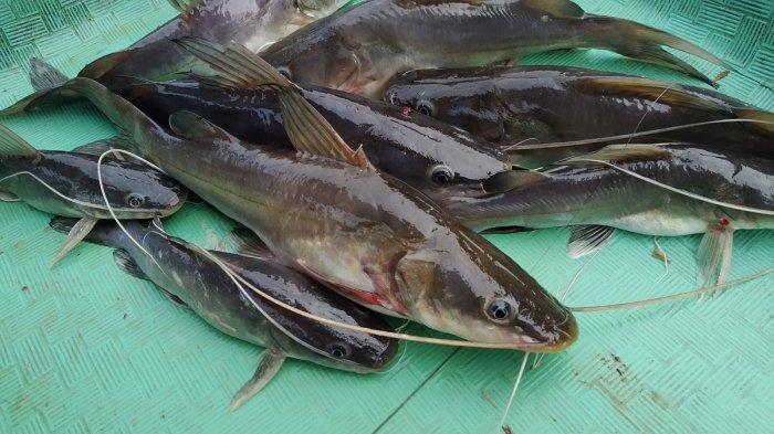 Harga Ikan Baung Konsumsi dan Hias | Info Biaya