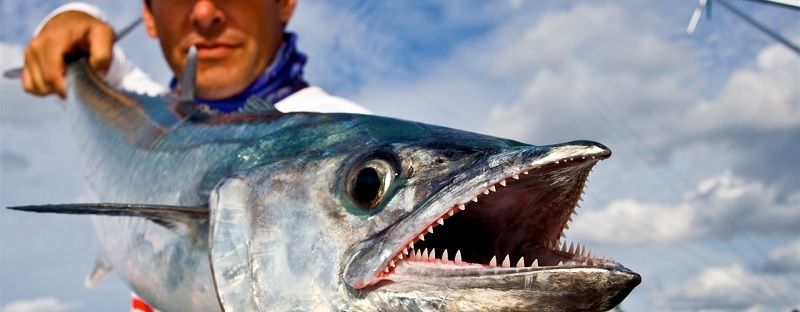 Harga Ikan Tenggiri Giling dan Fillet | Info Biaya