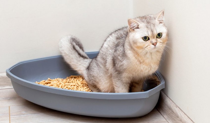 Biaya Untuk Penggunaan Pasir Kucing di Petshop | Info Biaya