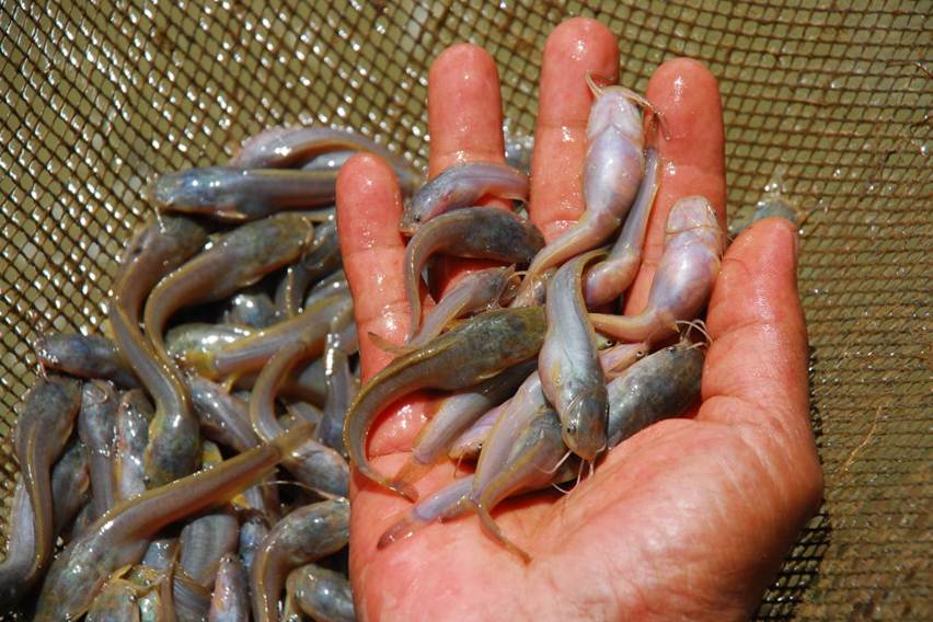 Keandalan dan Harga: Pilihannya Harga Bibit Lele Terbaik | Info Biaya