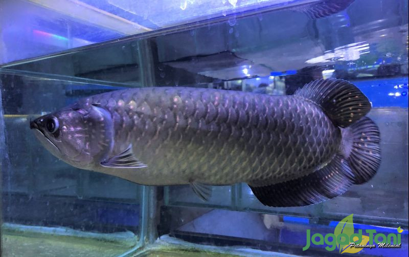 Pentingnya Memahami Harga Arwana Jardini Sebelum Membeli | Info Biaya