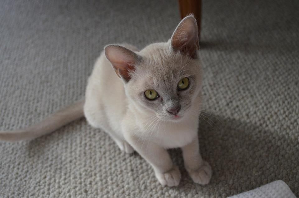 Biaya Layanan Rawat Inap Kucing untuk Kesehatan Optimal | Info Biaya