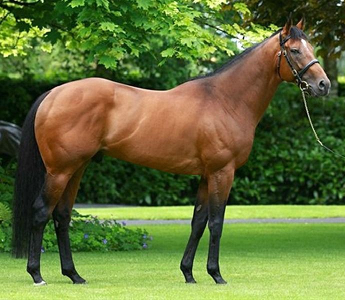 Biaya Pakan Kuda | Info Biaya