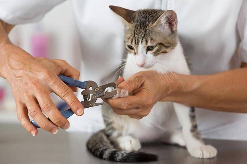 Biaya Grooming (Memandikan Kucing) Tahun 2026 | Info Biaya